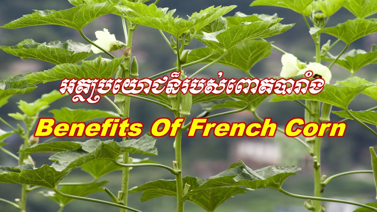 Benefits of French Corn អត្ថប្រយោជន៍នៃពោតបារាំង - YouTube