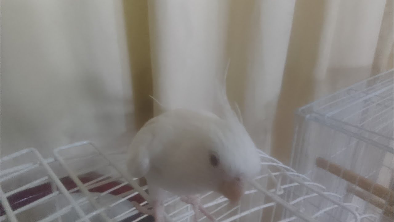 Como saber se a calopsita é macho ou fêmea? - YouTube