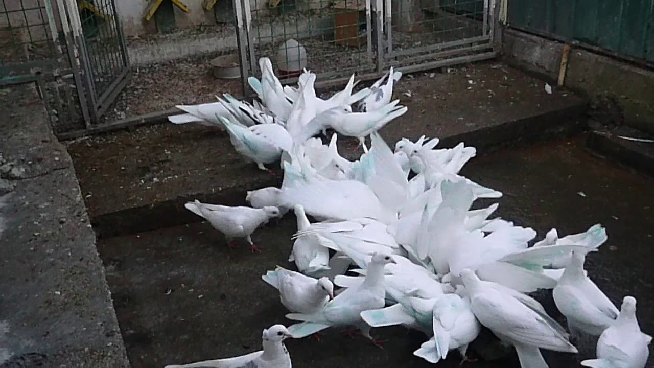 Pigeon Serbian Royal Bird-BELI GOLUBOVI maj 2020 - YouTube