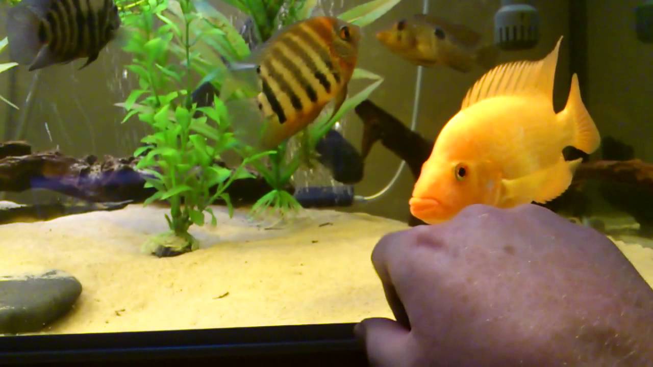 More red devil/Midas cichlid - YouTube