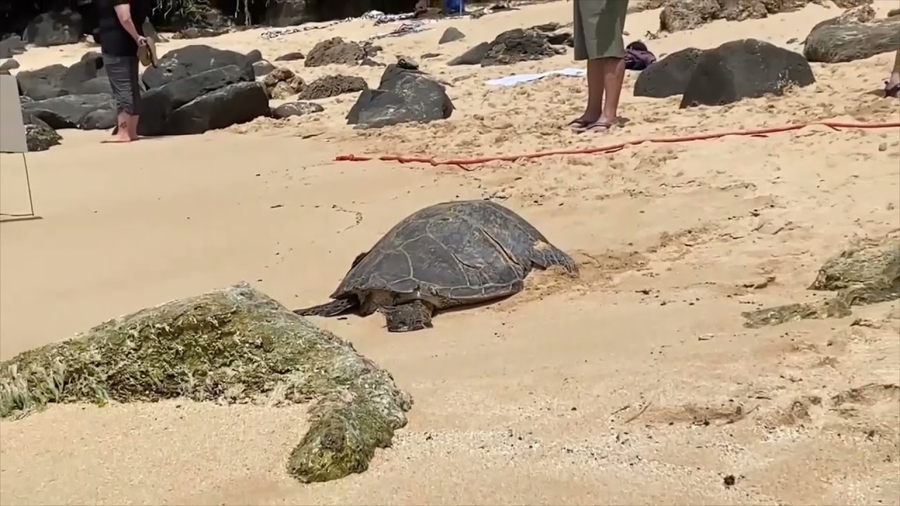 Laniakea Beach Sea Turtles - YouTube