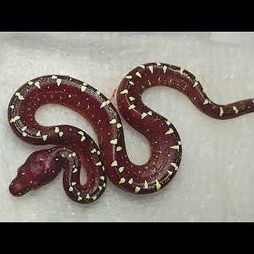 Green Tree Python Clutch # 2 Hatches!! All Red Neos! 2024 - YouTube