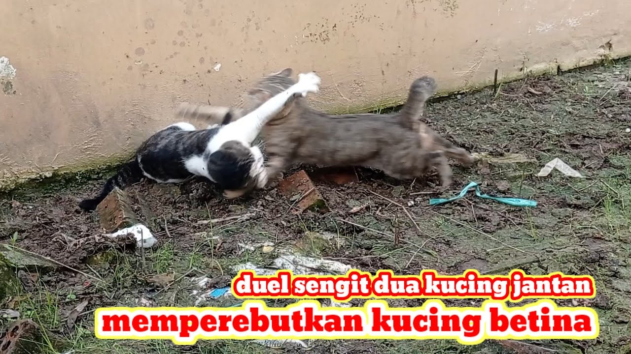 dua kucing jantan saling berkelahi memperebutkan kucing betina - YouTube