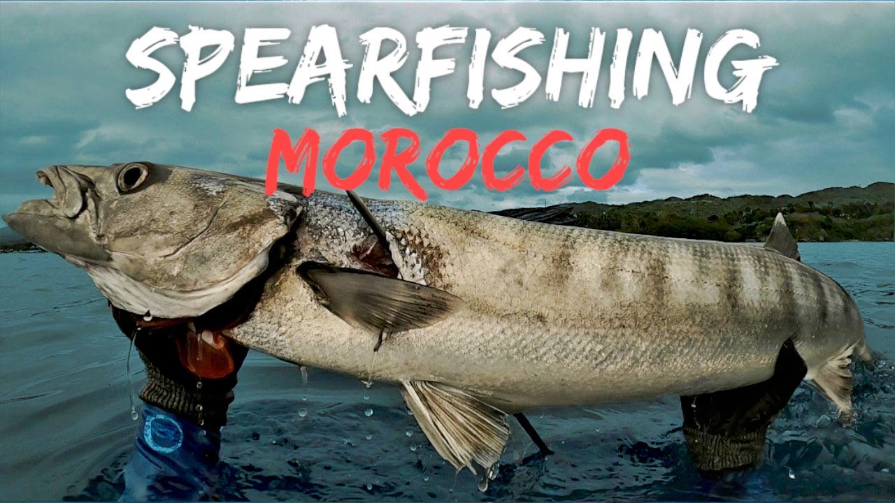 Barracuda spearfishing in MOROCCO #barracuda #grouper #seabass # ...