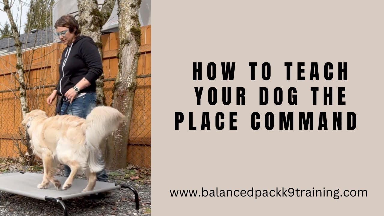 How to Teach Your Dog the Place Command - YouTube