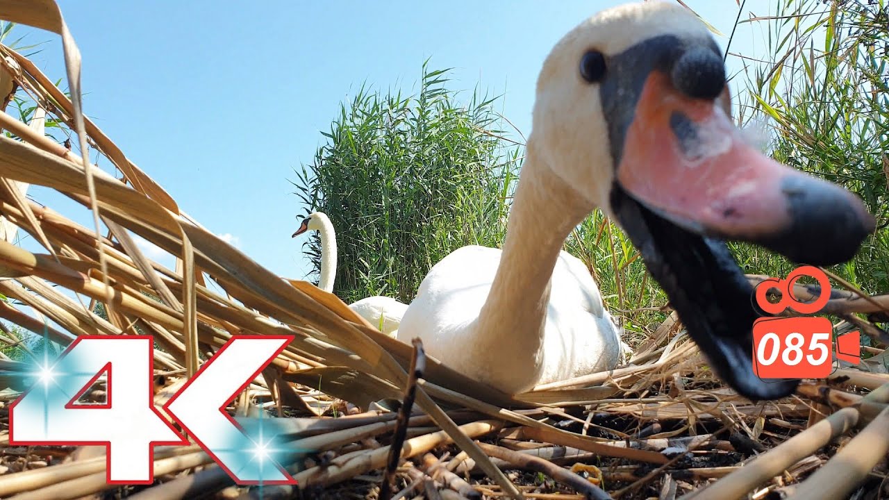 Mute swan will not be recorded - Hissing Swan Family 4K video 085 - YouTube
