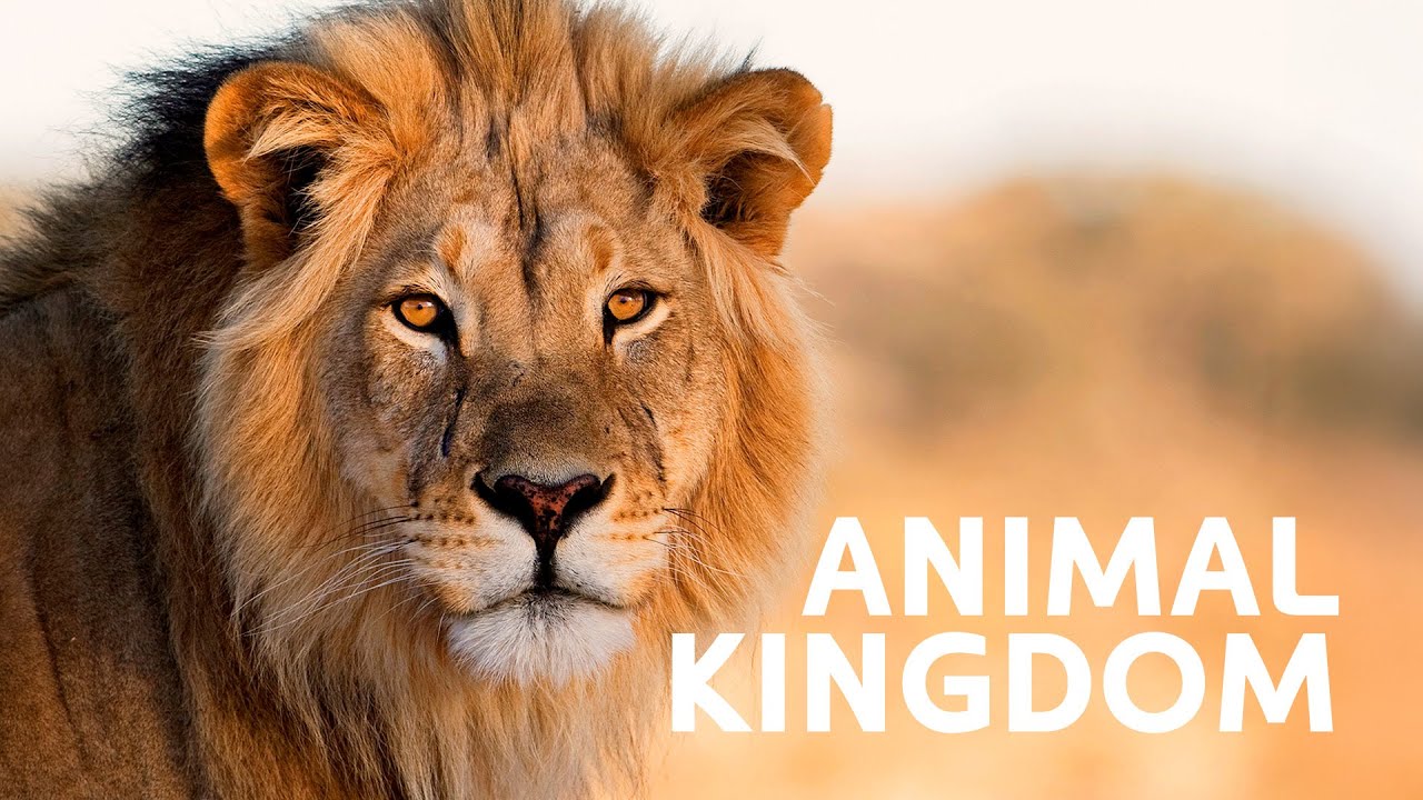 Amazing Animal Facts: Mega Marathon - YouTube