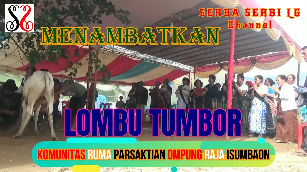 Menambatkan Lombu Sijambe Ihur~Lombu Tumbor || Gondang di Sopo Guru ...