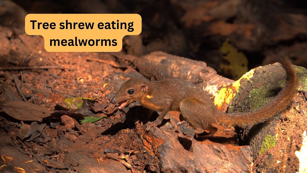 TREE SHREW EATING MEALWORMS - YouTube