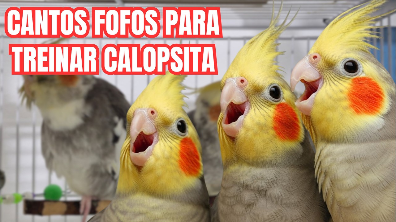 🎵 2 Horas de Casal de Calopsitas Cantando – O Melhor Som Para Sua ...