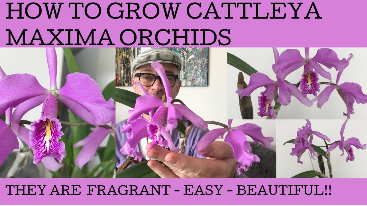 How to grow and care for Cattleya maxima orchids. - YouTube