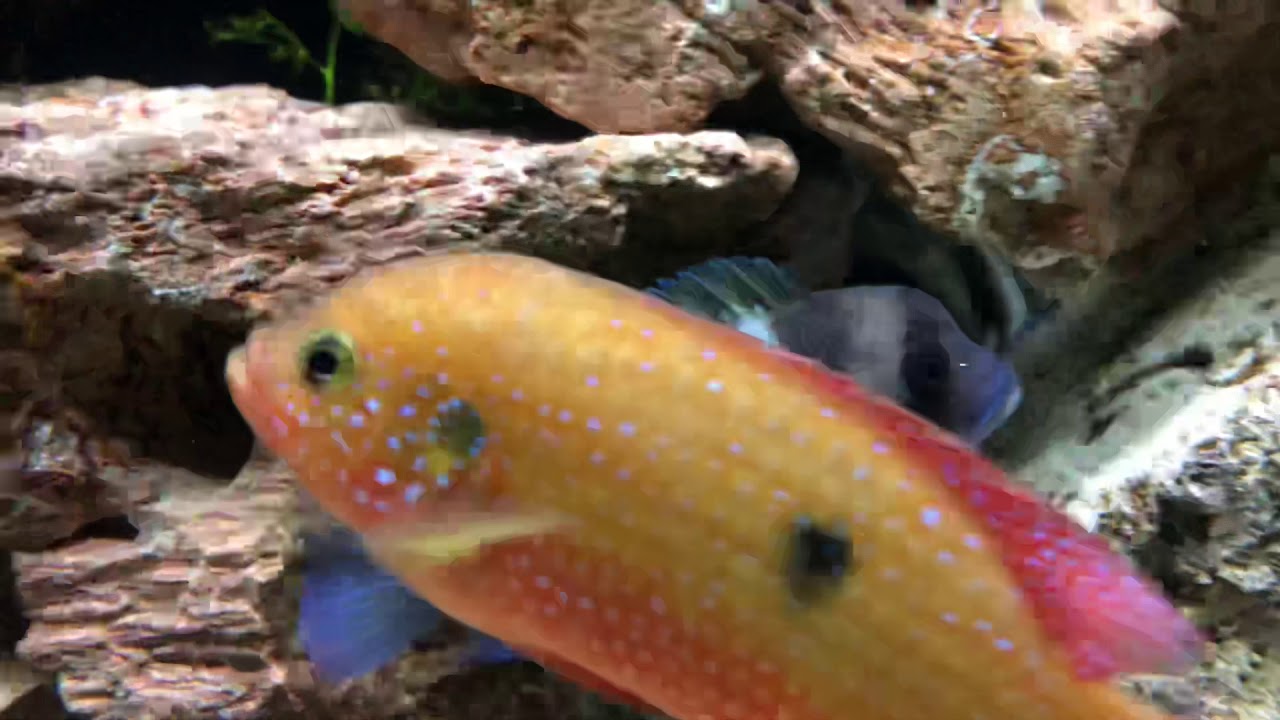 Rare plecos ID in my 125 gallon aquarium - YouTube
