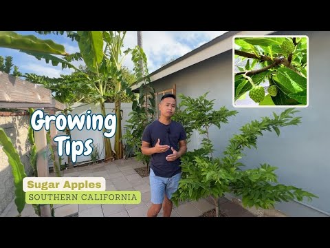 How To Care For Sugar Apple Tree