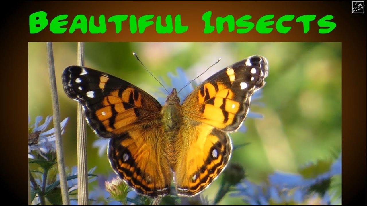 Beautiful Insects 3D HD slideshow - YouTube