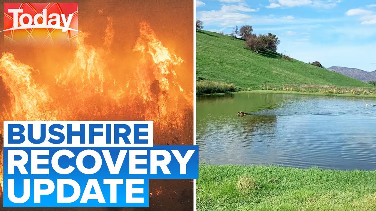 Families, farmers and wildlife recovering after bushfire crisis | Today ...