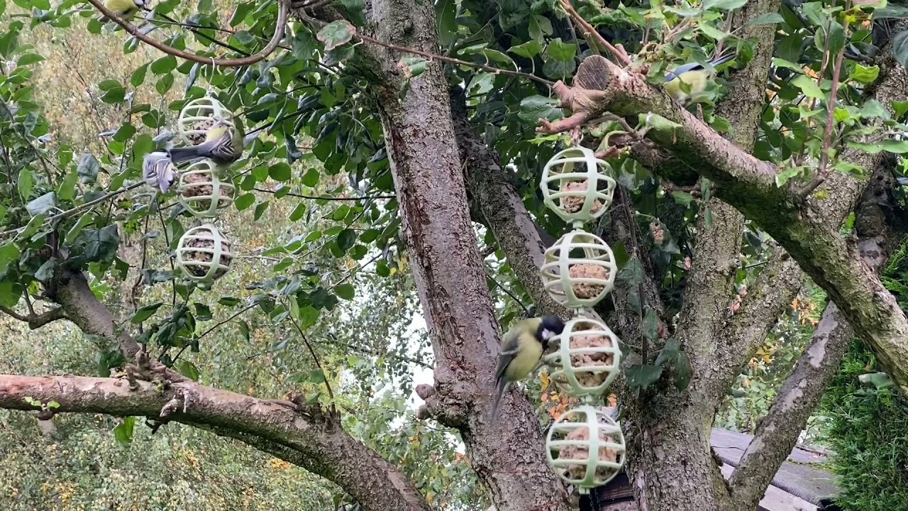 Watch birds feeding Fatballs from the Grumpy Gardener Garland Fat ball ...