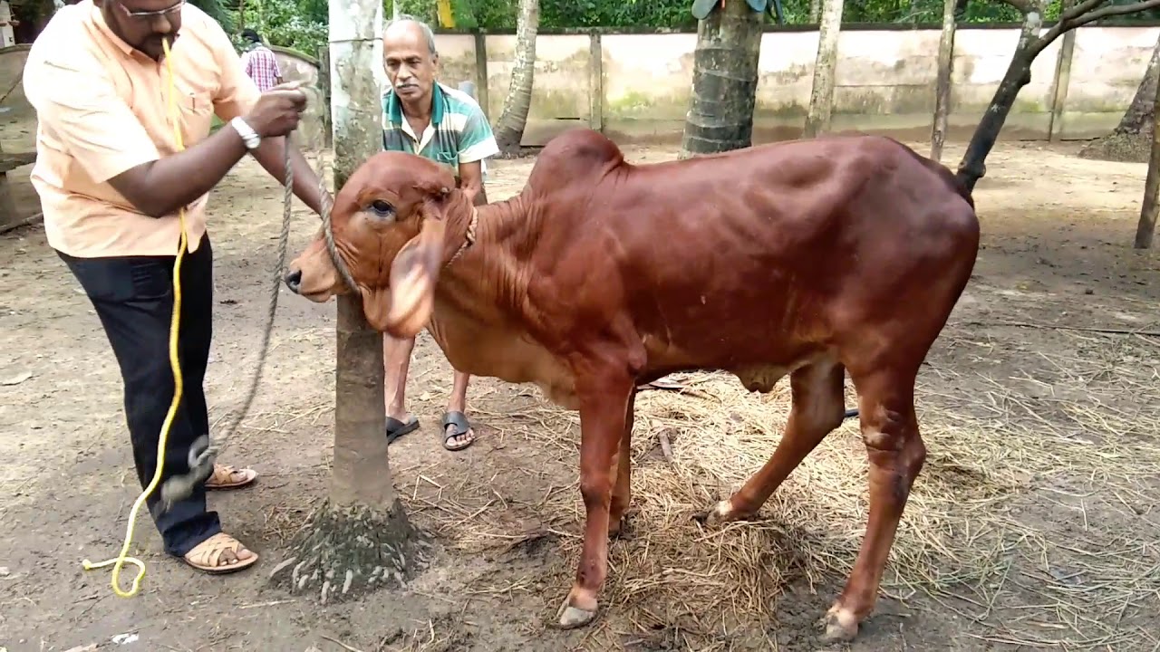 Nose punching of a Ghir cow by an expert doctor - YouTube