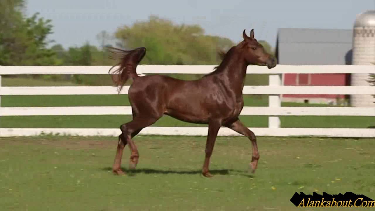 Arabian Horse | الحصان العربي - YouTube