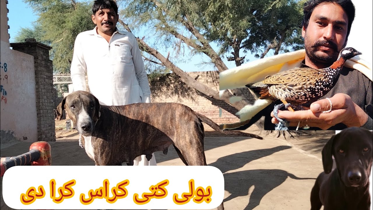 BOLI dog 🐕 Cross krwa di or black tetar mujy Pasand aa gya or - YouTube