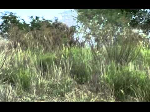 Perdigão Ave Silvestre no Campo , BorinProduções. - YouTube