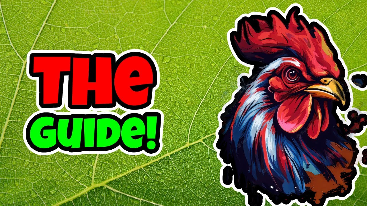 The COMPLETE Beginners guide to Roosters - YouTube