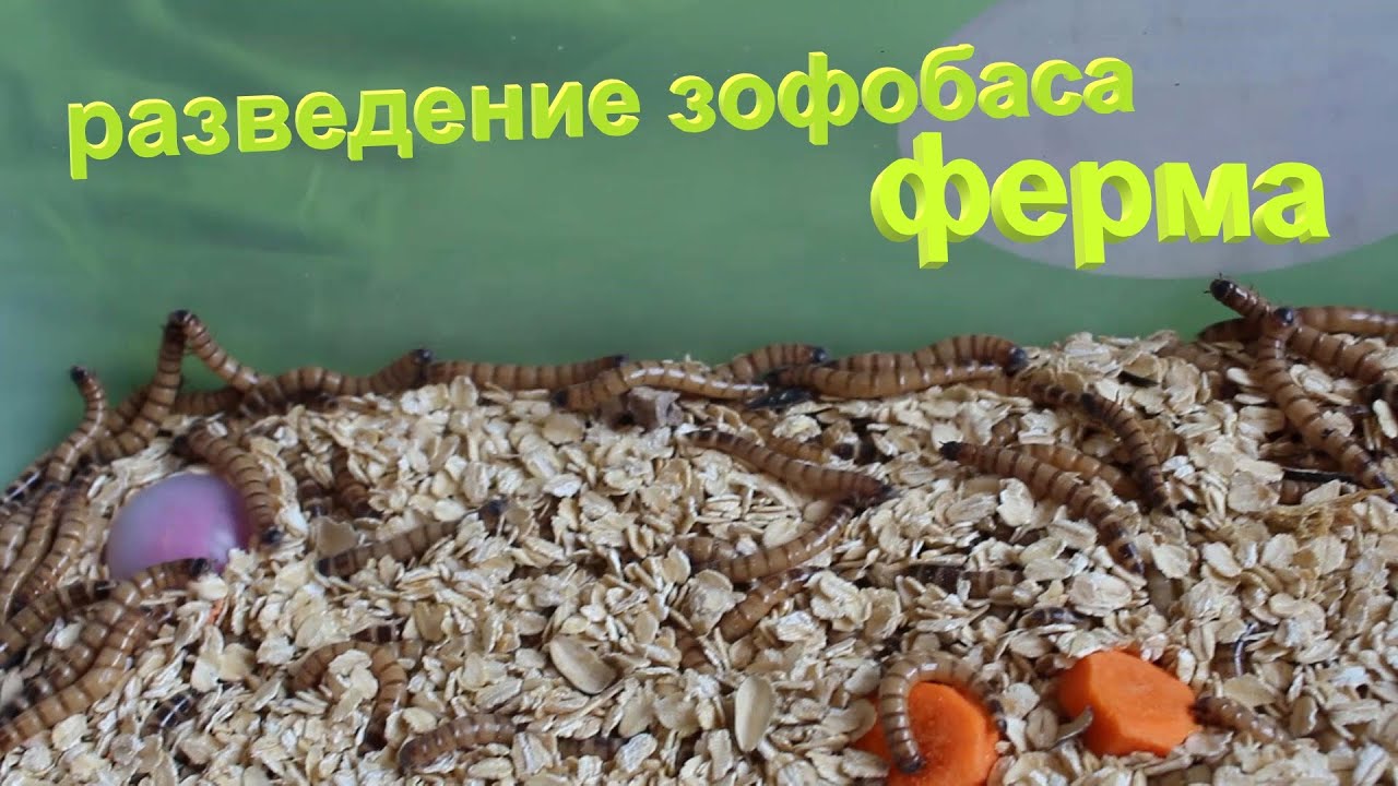 Ч. 1 Разведение зофобаса / Зофобас Zophobas morio / Ферма, содержание ...