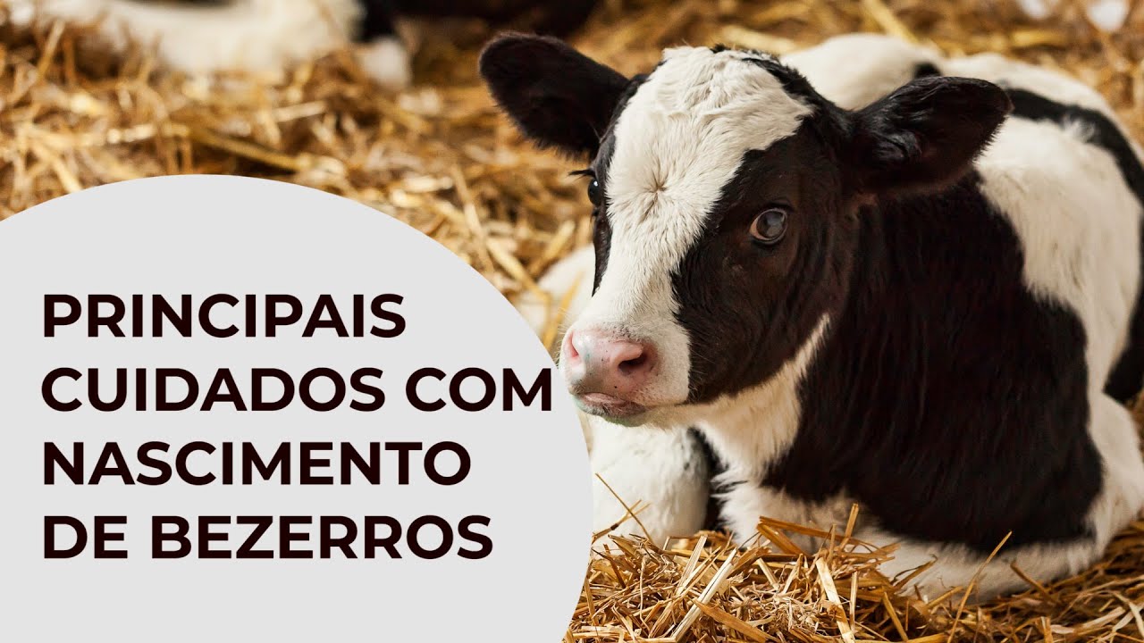 Principais Cuidados com NASCIMENTO de BEZERROS - YouTube