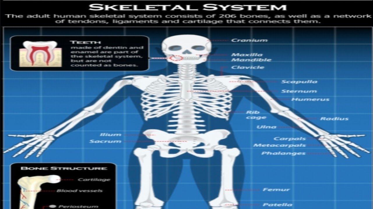 Human Skeleton System (मानव कंकाल तंत्र) ll Cartilage & Bones ll Types ...