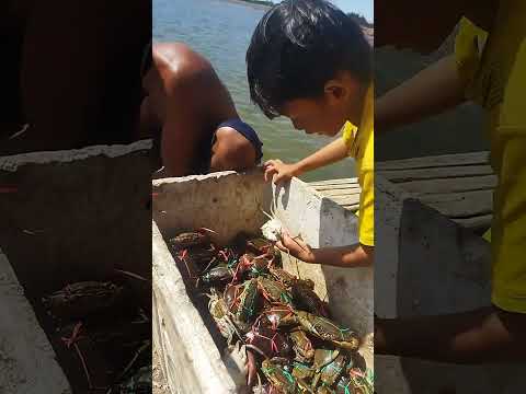 Viral Proses pelepasan bibit kepiting 🦀🦀🦀 ditambak untuk ...