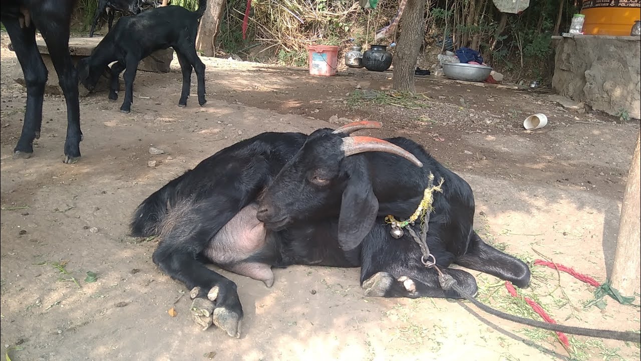 Goat giving birth delivery time - YouTube