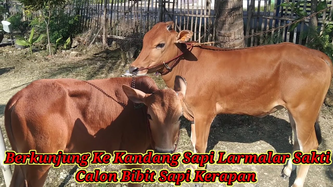 Review Sapi Pedetan Madura Bibit Kerapan Sapi - YouTube