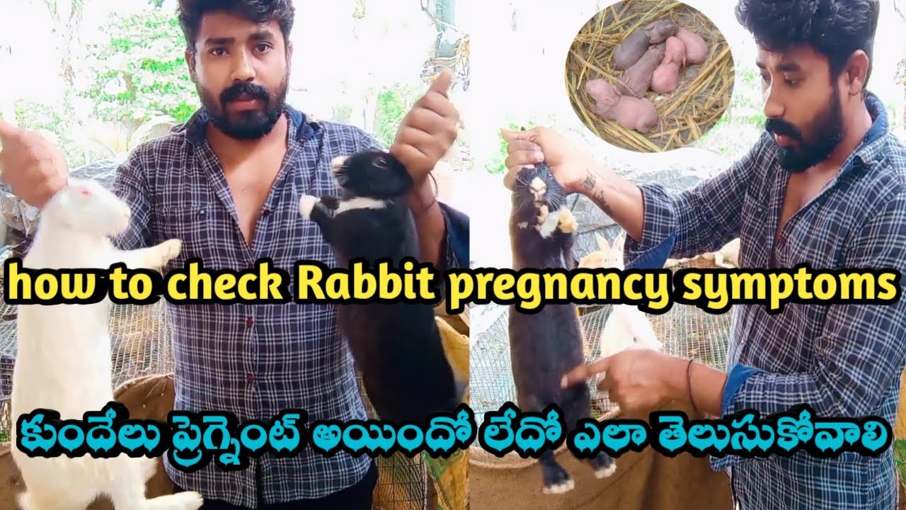 how to check Rabbit pregnancy symptoms | how to check Rabbit pregnancy ...