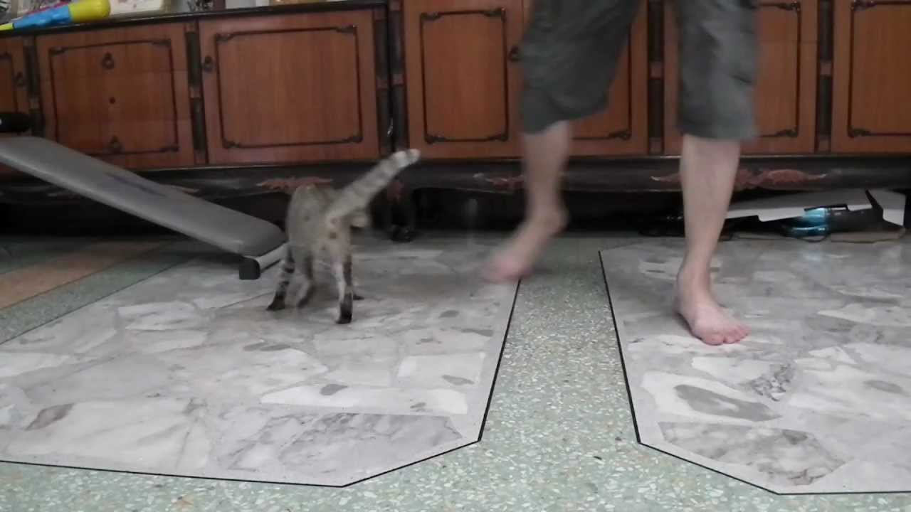 แมวตีลังกา - Backward somersault spinning cat! - YouTube