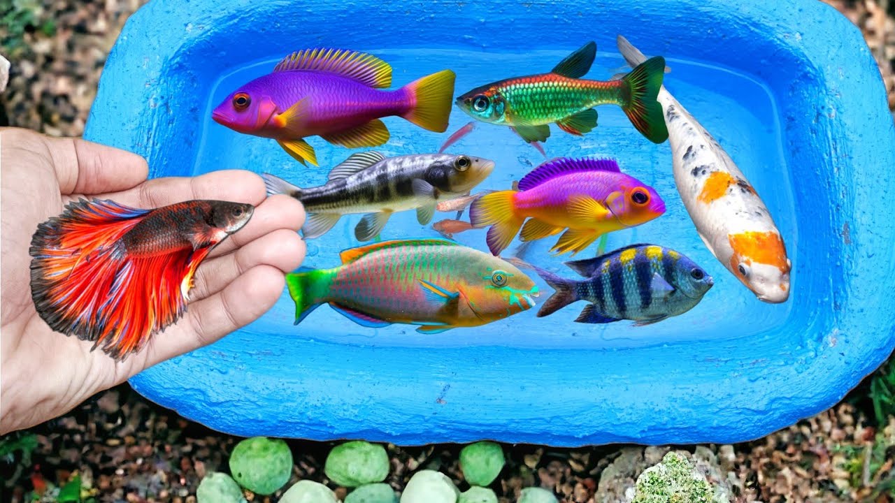 World Cute Ornamental Fish, Goldfish, Manfish, Cat Fish, Koi Fish ...