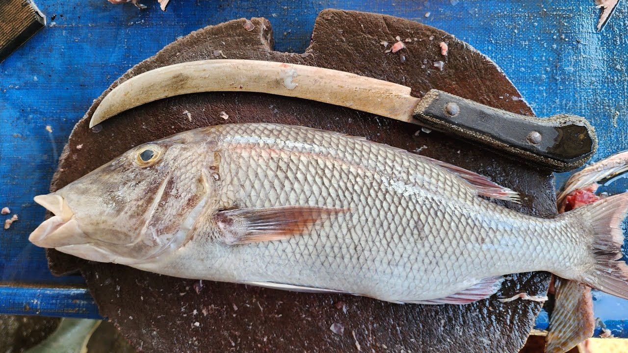 Ketrampilan Memotong Ikan Bucum Dengan Sangat Rapi Oleh Sang Ahli ...