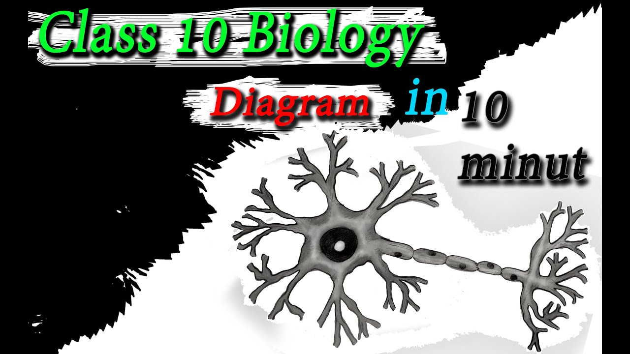 "Class 10 Neuron Diagram in Just 5 Minutes | Easy & Quick Drawing ...