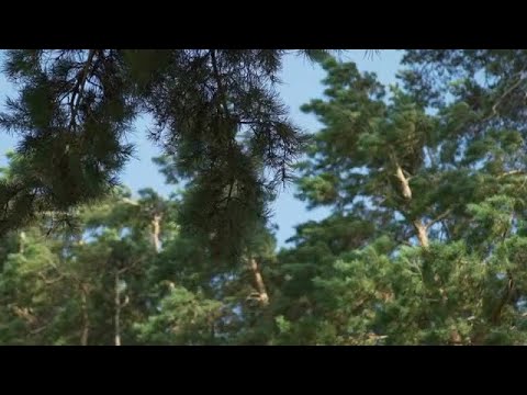Pine Trees On Stormy Day Stock Video