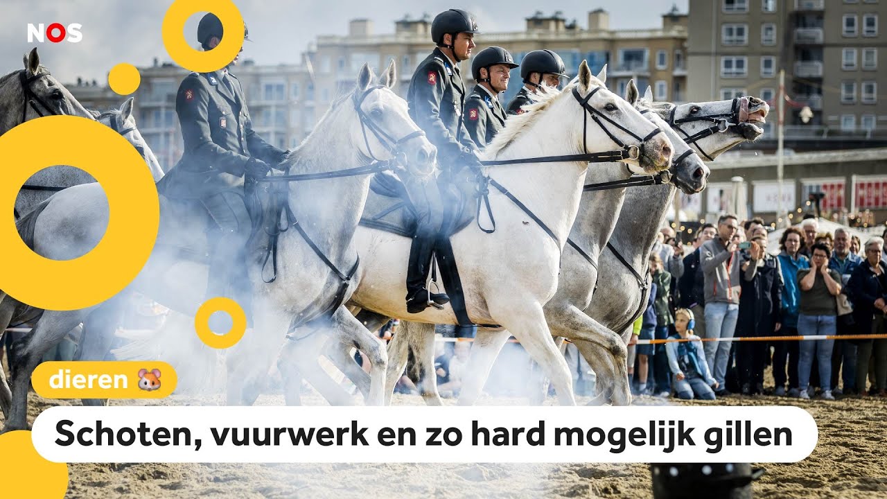 Paarden expres laten schrikken als oefening voor Prinsjesdag - YouTube