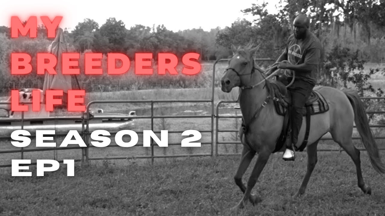 MY BREEDERS LIFE S2 (EP1) Breeding a fluffy French bulldog - YouTube