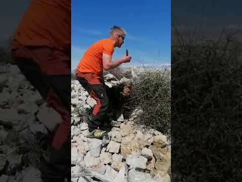 Schaf Rettung auf der Insel