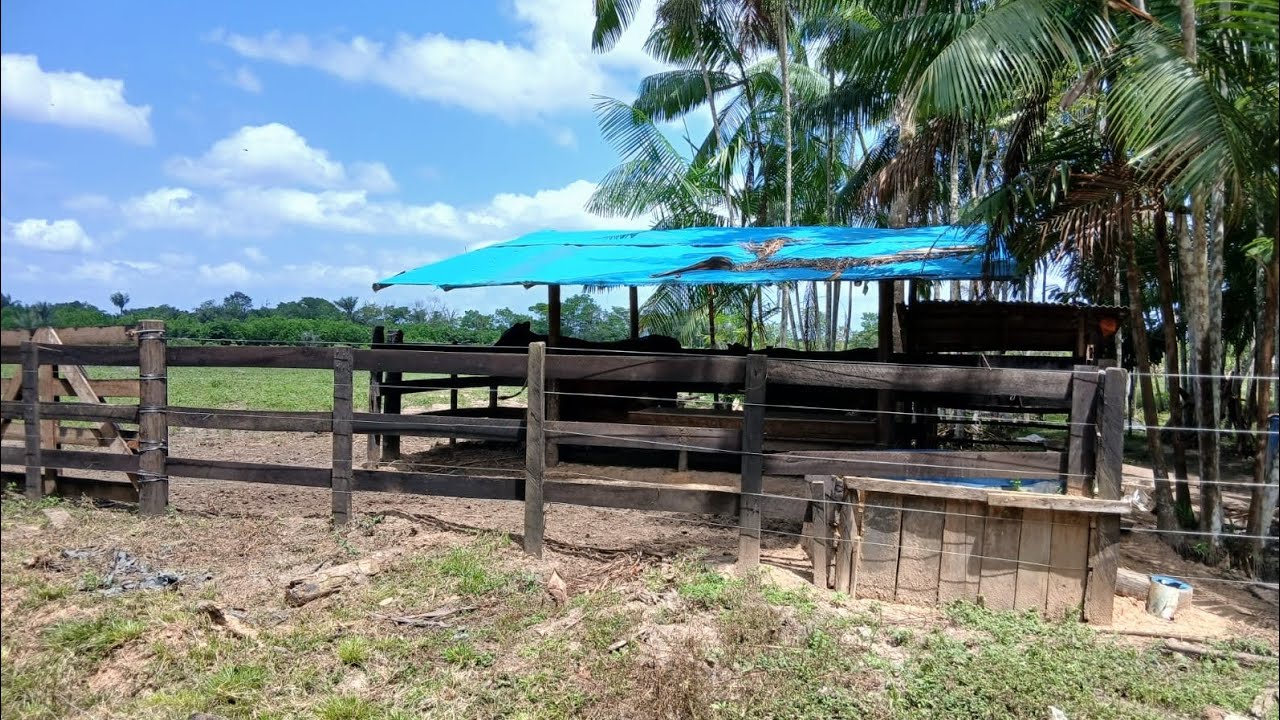 25 hectares 50 km de Belém do Pará - YouTube