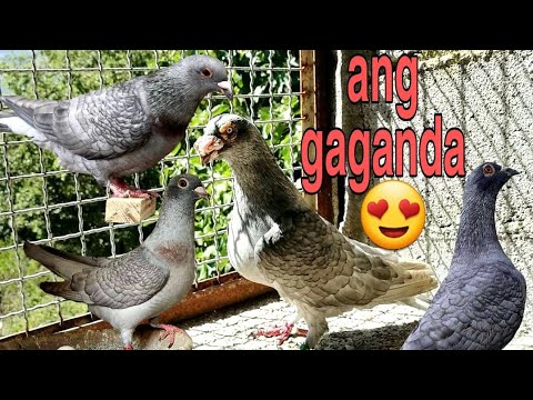 Recessive Opal Pigeon | Recessive Opal Spread Pigeon | Opal Racing ...