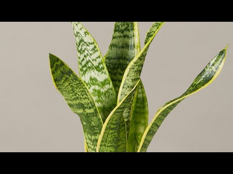Most searched Plants on Google/Very famous - YouTube