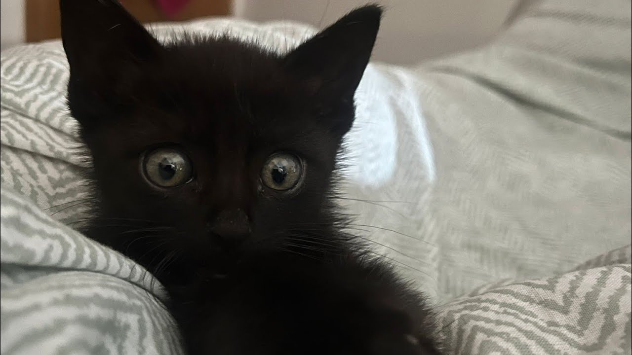 SALVO A UN GATITO DE UNA MUERTE SEGURA - YouTube