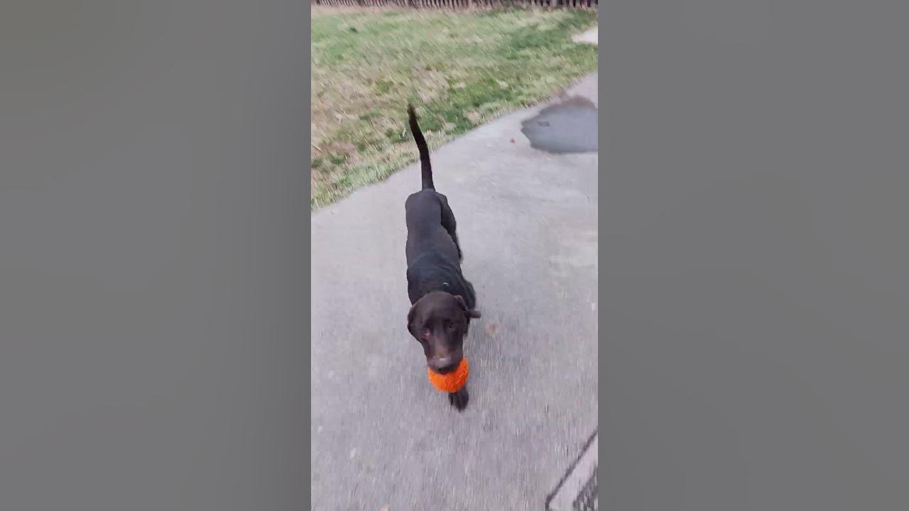 Mocha #2 playing fetch - YouTube