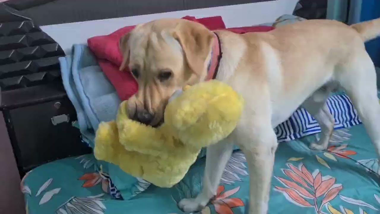 My cute labrador lucky is upset mumma tries to cheer up 🥰🥰 - YouTube