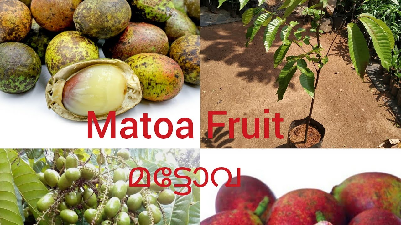 Matoa Fruit Plants ( മട്ടോവ പഴ ചെടികൾ ) - YouTube