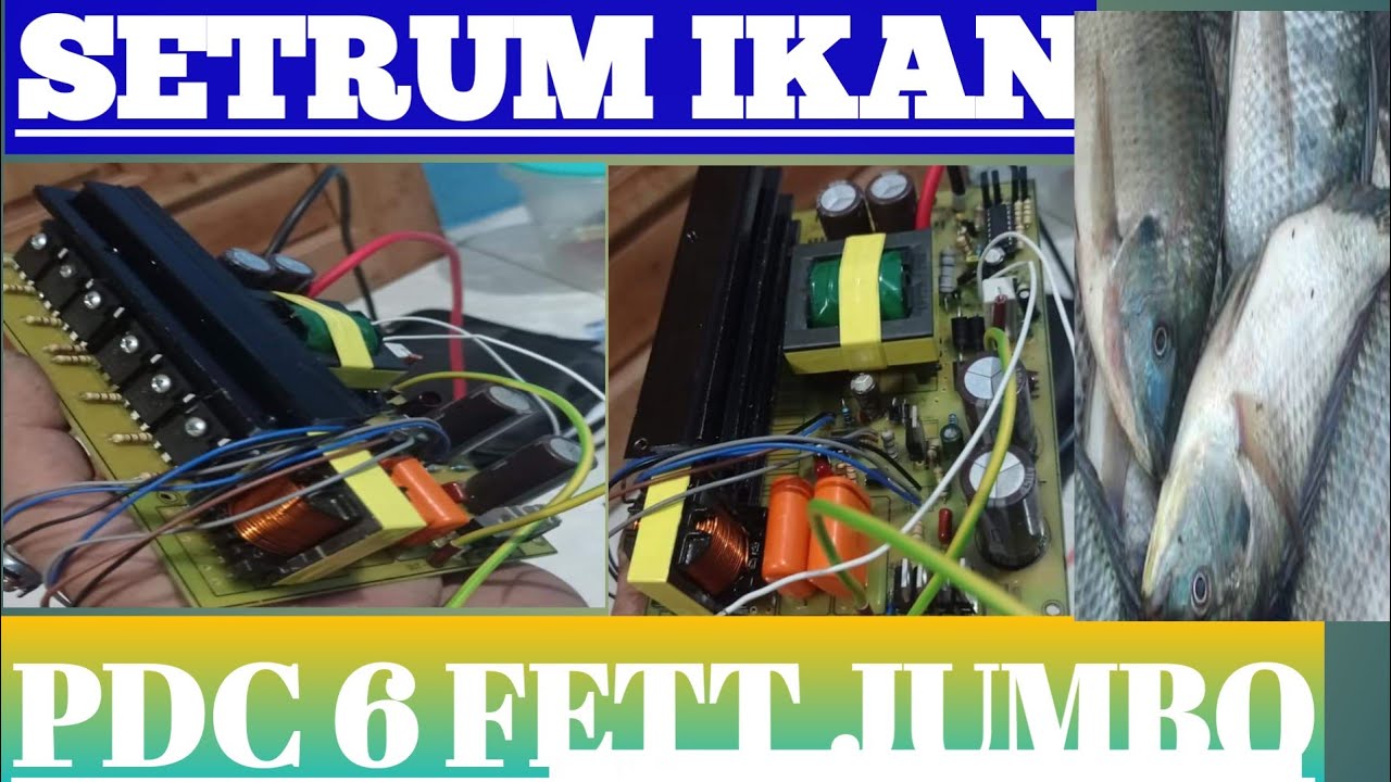 SETRUM IKAN PDC 6 FETT JUMBO #ikan #nila #pdc #setrum #viral #hobi ...