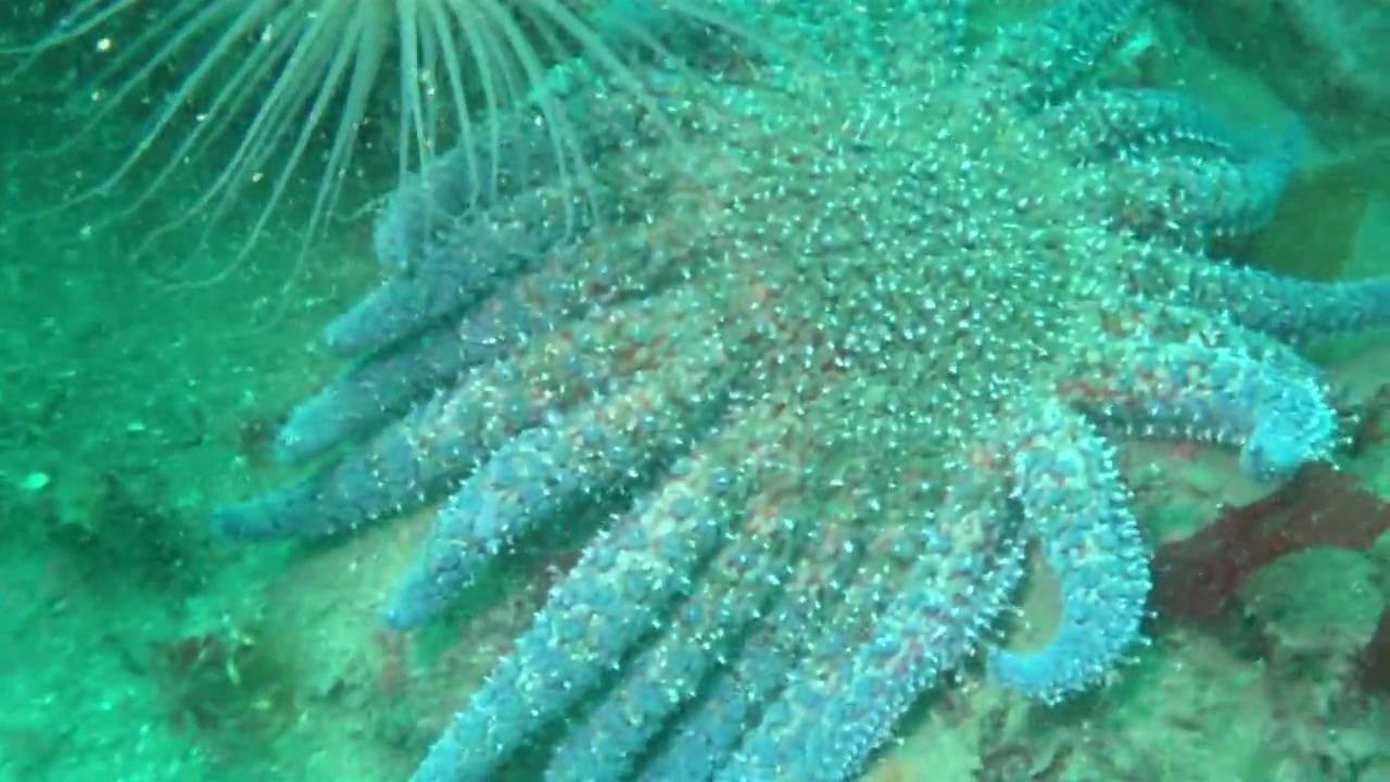 2010-04-18 Breakwater - Dive 1.mp4 - YouTube