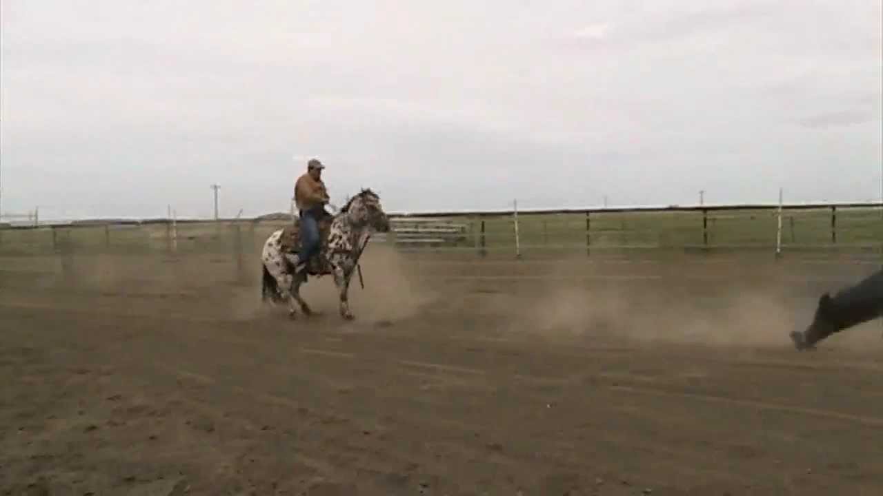 Leroy trained on the Perfect Calf - YouTube